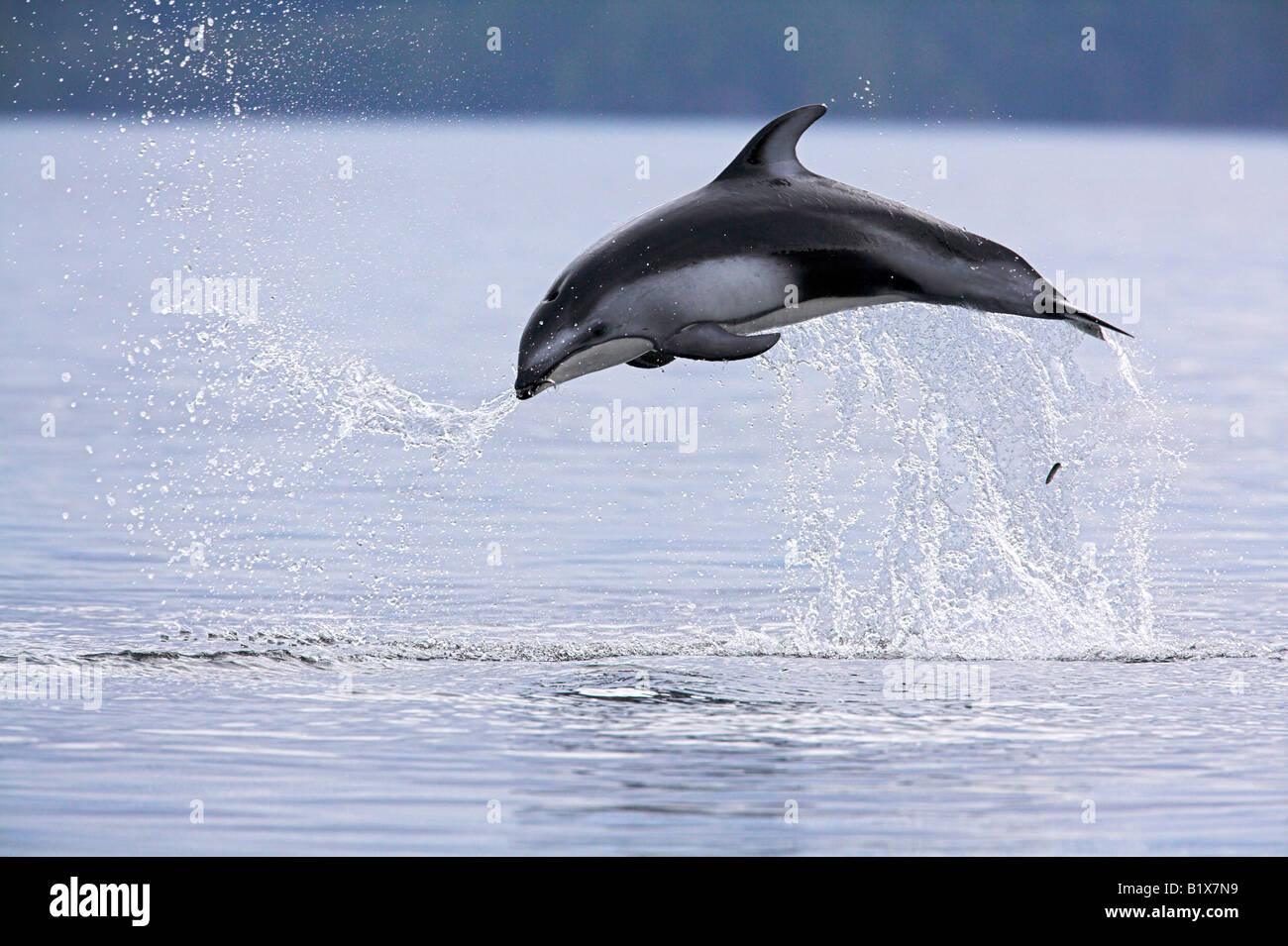 Pacific White-sided Dolphin Lagenorhynchus obliquidens leaping from ...