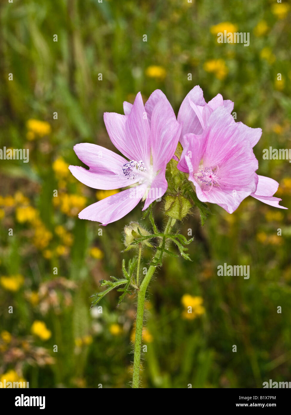 Musk Mallow Malva moschata (Malvaceae Stock Photo - Alamy