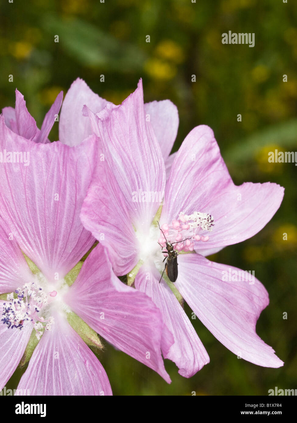 Musk Mallow Malva moschata (Malvaceae Stock Photo - Alamy