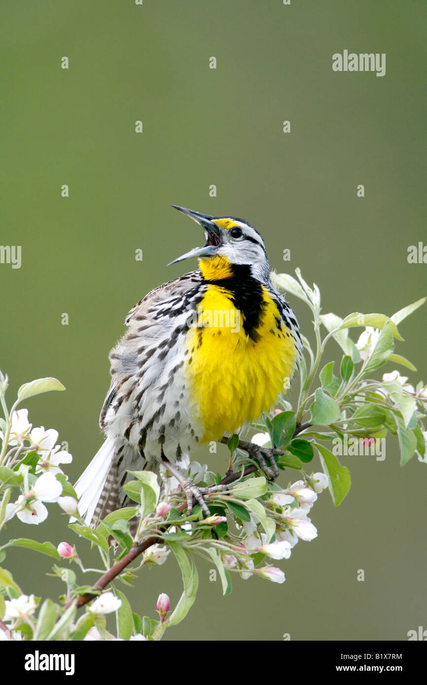 Singing in apple tree hi-res stock photography and images - Alamy