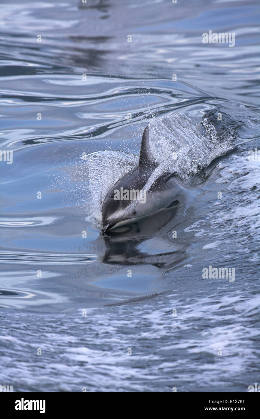 Dolphin following boat hi-res stock photography and images - Alamy