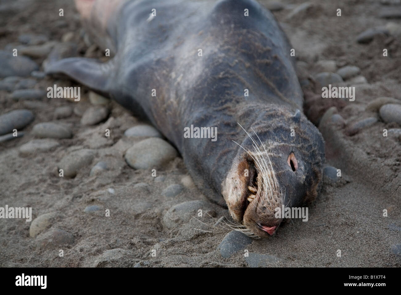 Dead sea lion hi-res stock photography and images - Alamy