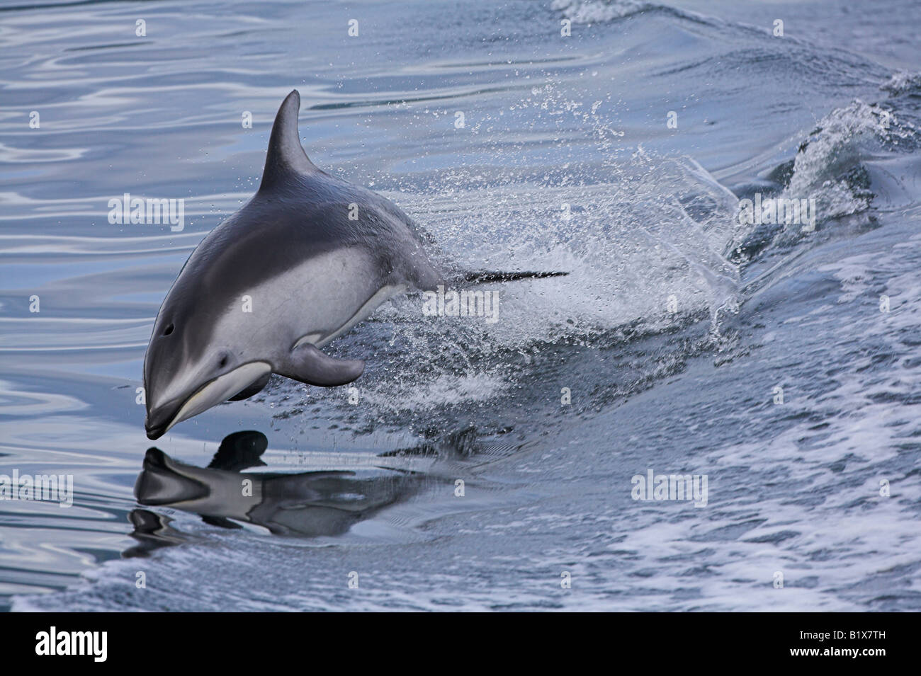 Dolphin following boat hi-res stock photography and images - Alamy