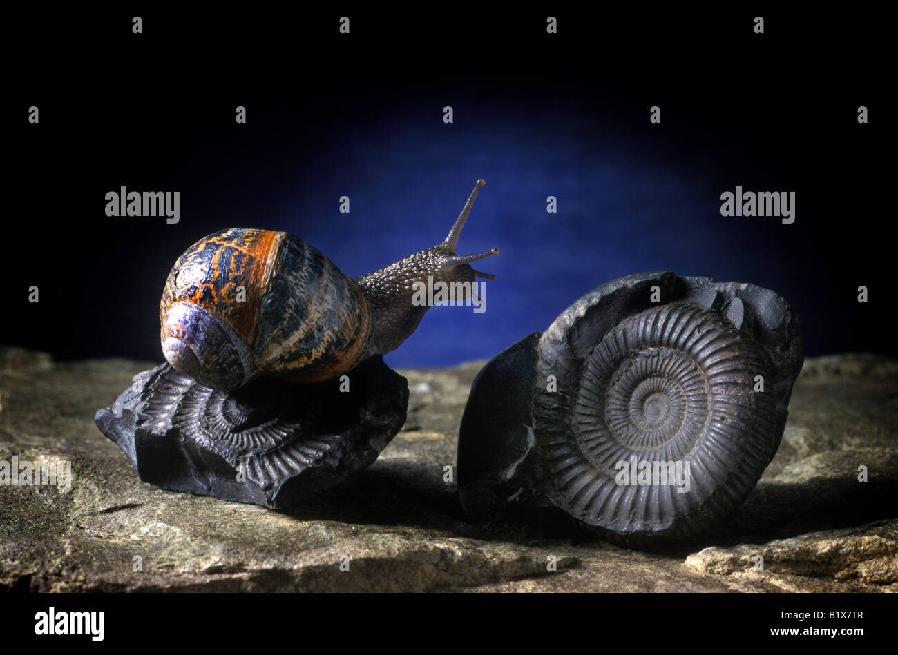 Fossil snail hi-res stock photography and images - Alamy
