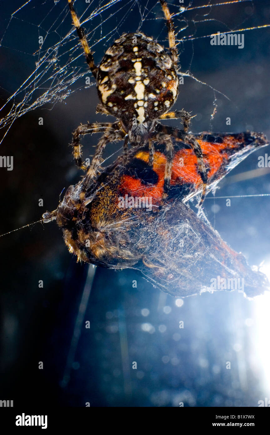 SPIDER WRAPPING CAUGHT BUTTERFLY IN SILK Stock Photo - Alamy