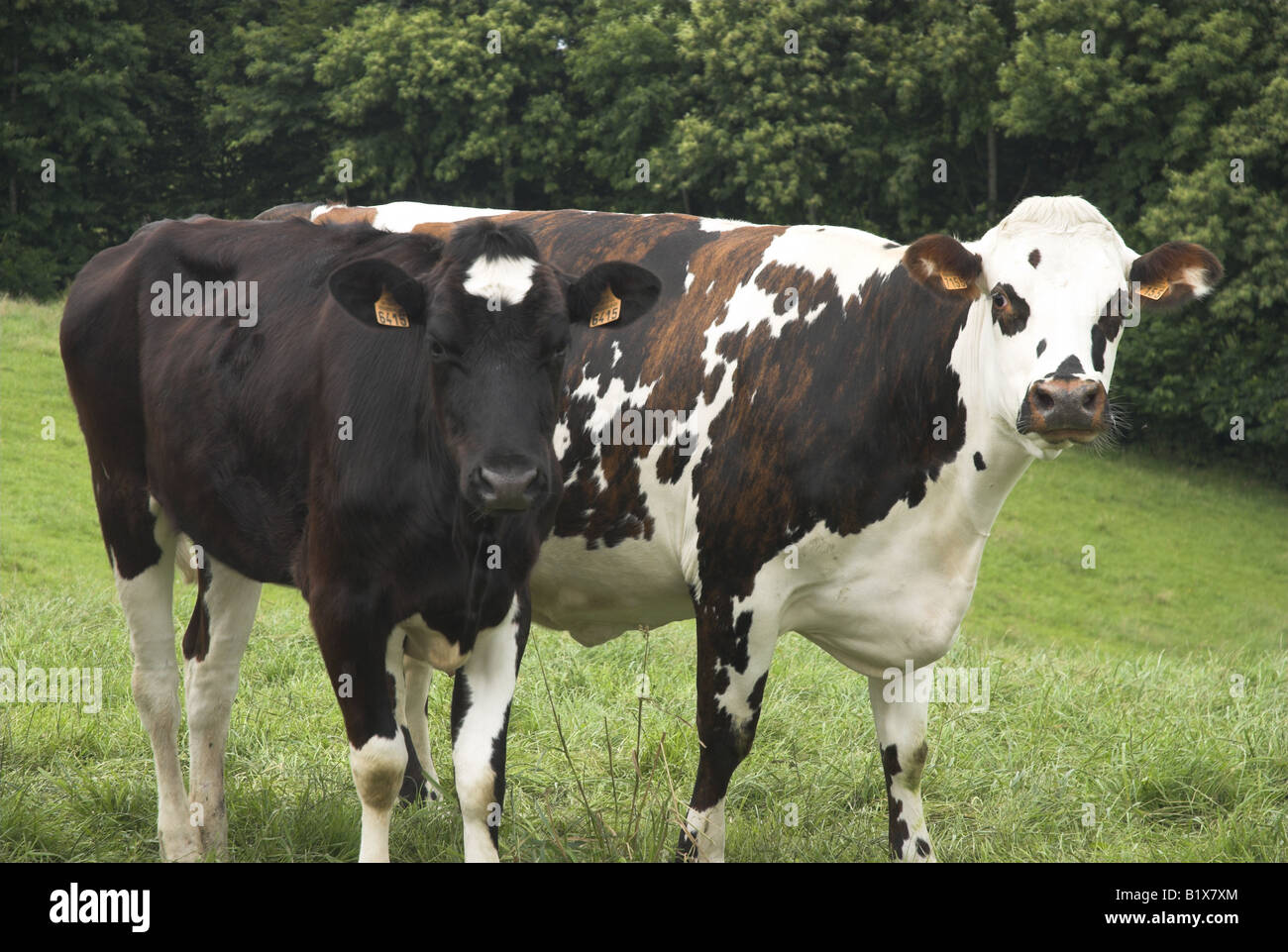 Normande dairy cow hi-res stock photography and images - Alamy