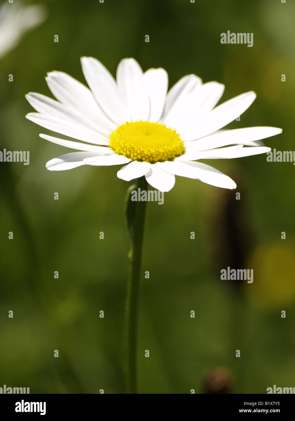 Flower of the Scentless mayweed, Matricaria perforata Stock Photo - Alamy