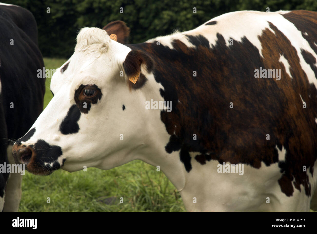 Normande Dairy Cow High Resolution Stock Photography and Images - Alamy