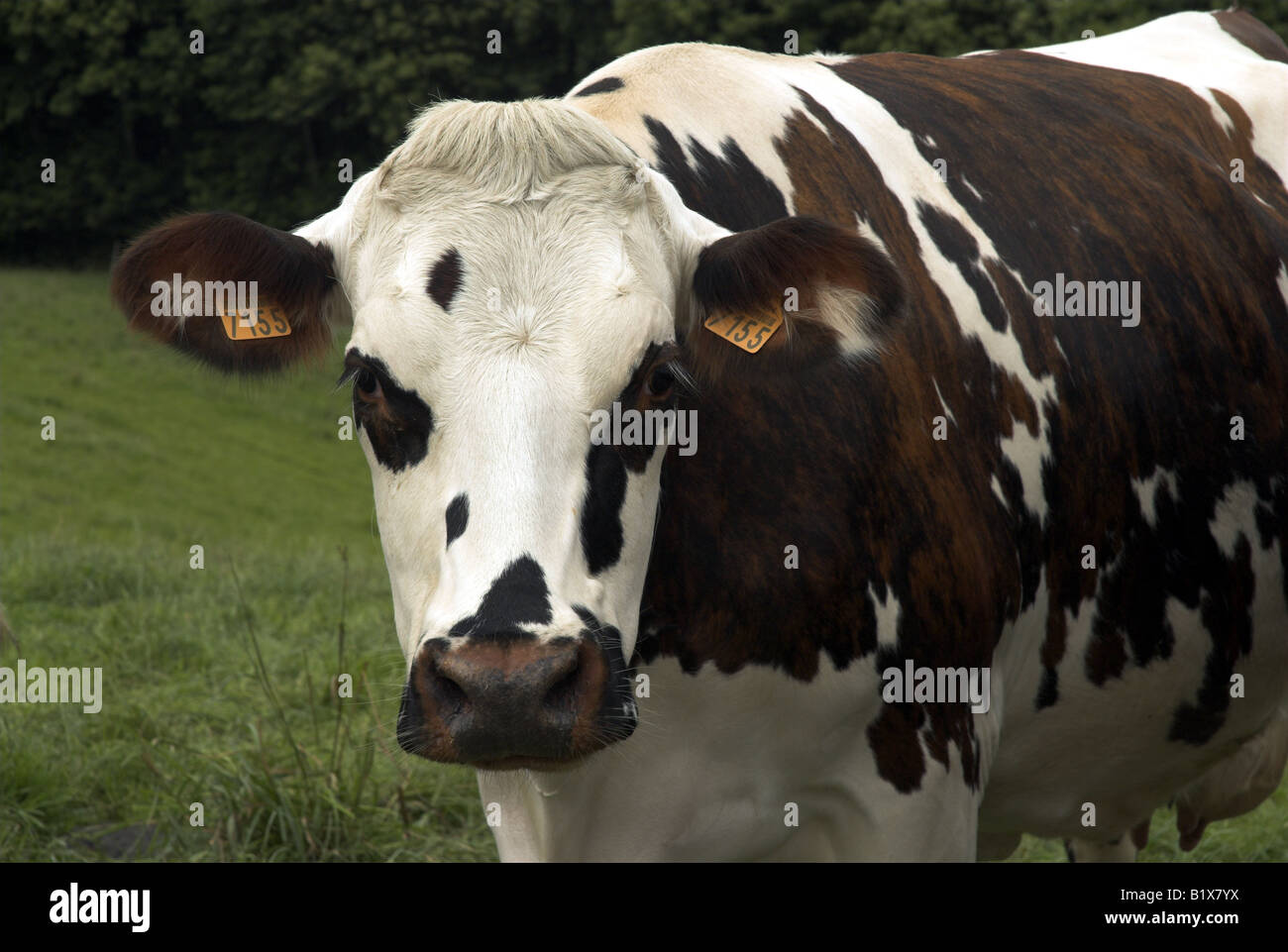 Normande cow hi-res stock photography and images - Alamy