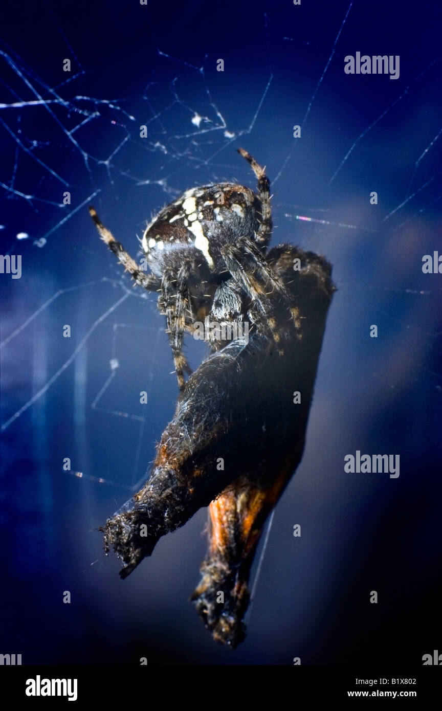 SPIDER WRAPS CAUGHT BUTTERFLY Stock Photo - Alamy