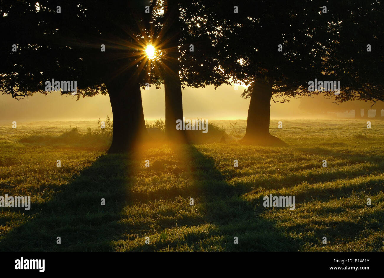 Misty morning sunrise through trees, in colour Stock Photo - Alamy