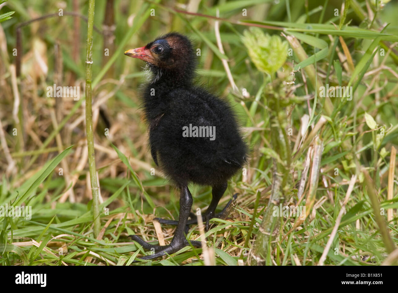 young moorhen chick Stock Photo - Alamy