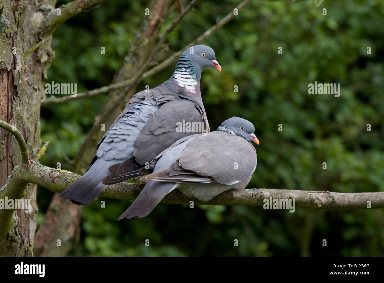 Wood pigeon pair male on left Stock Photo - Alamy