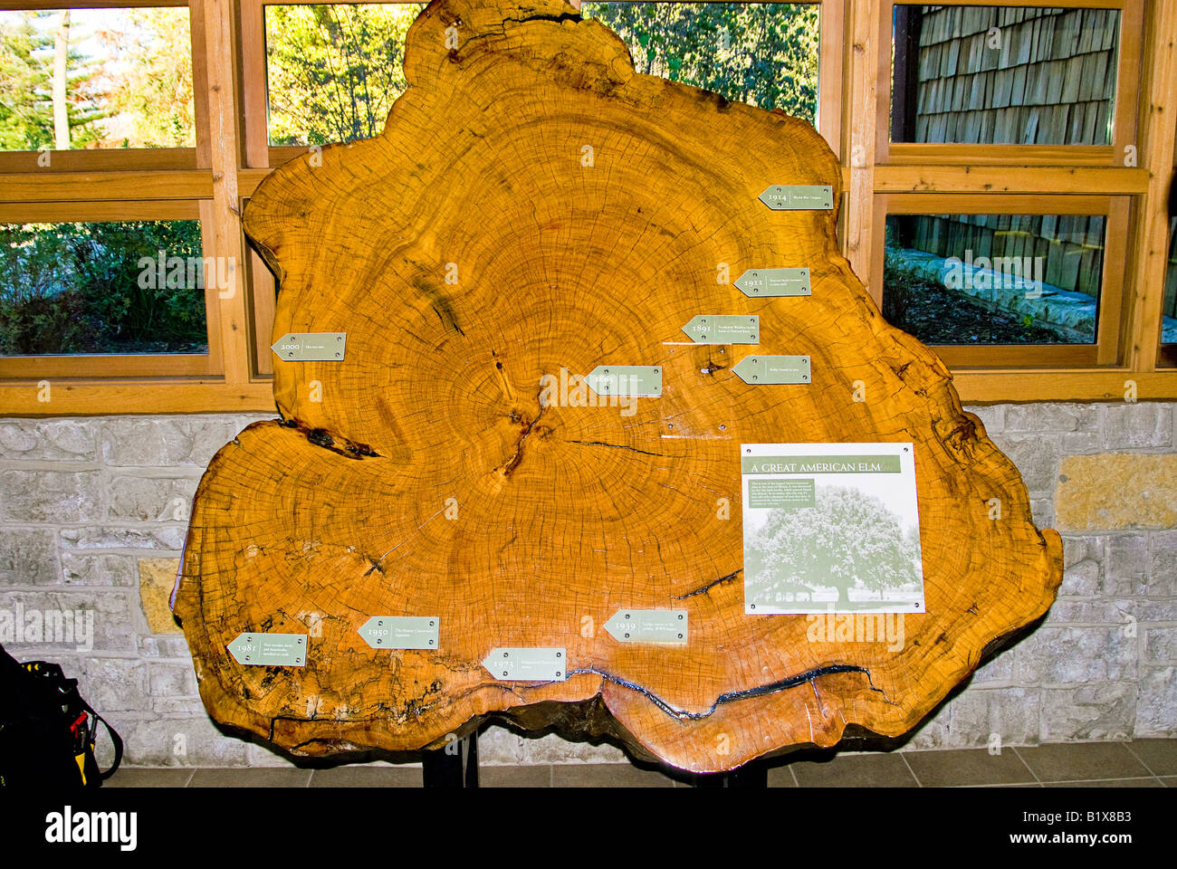 Great American Elm Tree Trunk Stock Photo - Alamy
