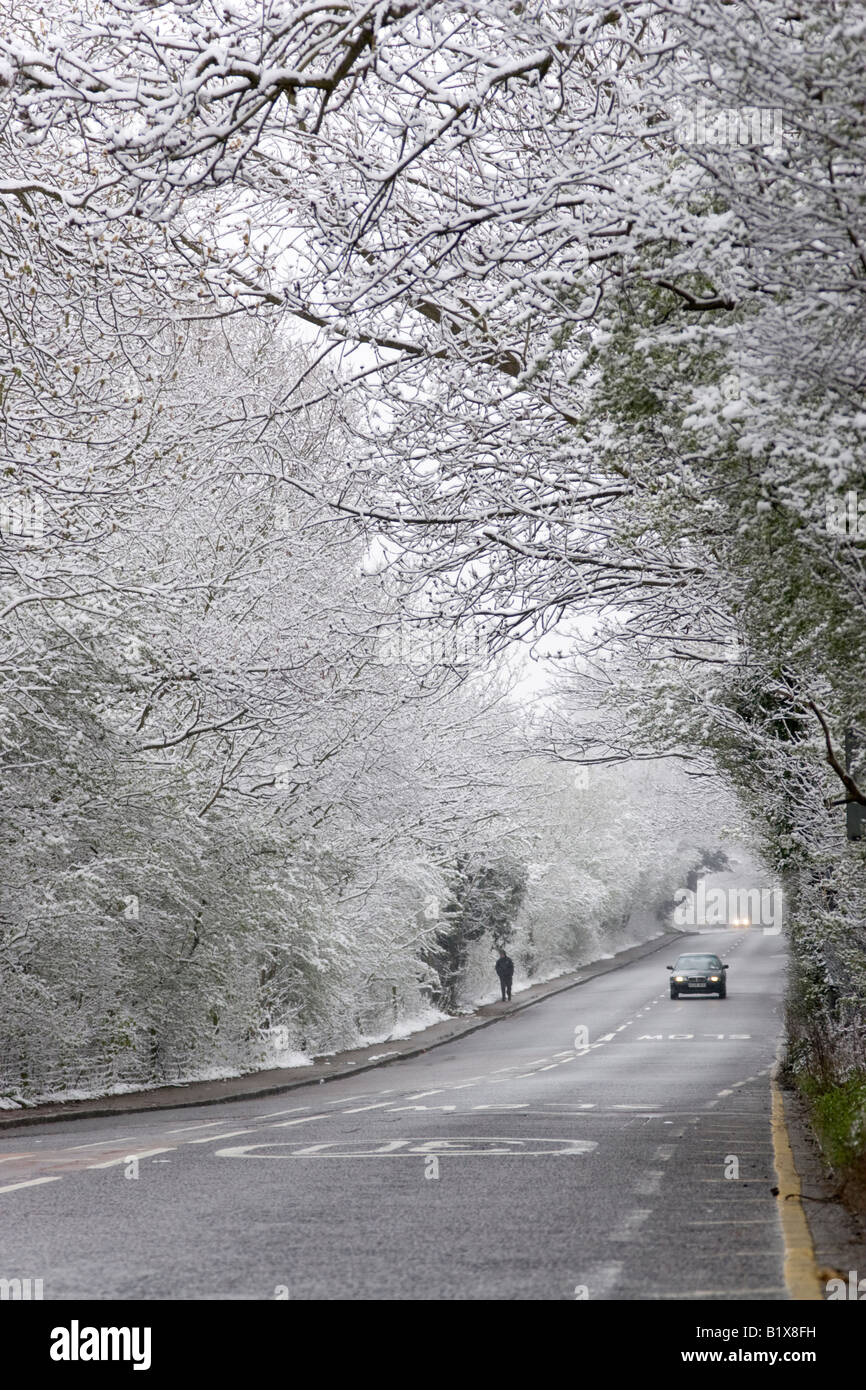Tree lined road in winter Stock Photo - Alamy