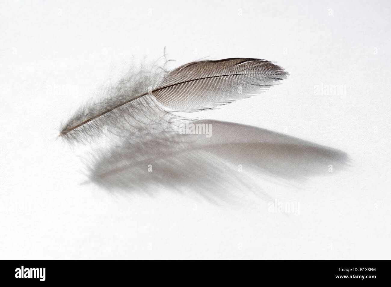 Soft white feather hi-res stock photography and images - Alamy