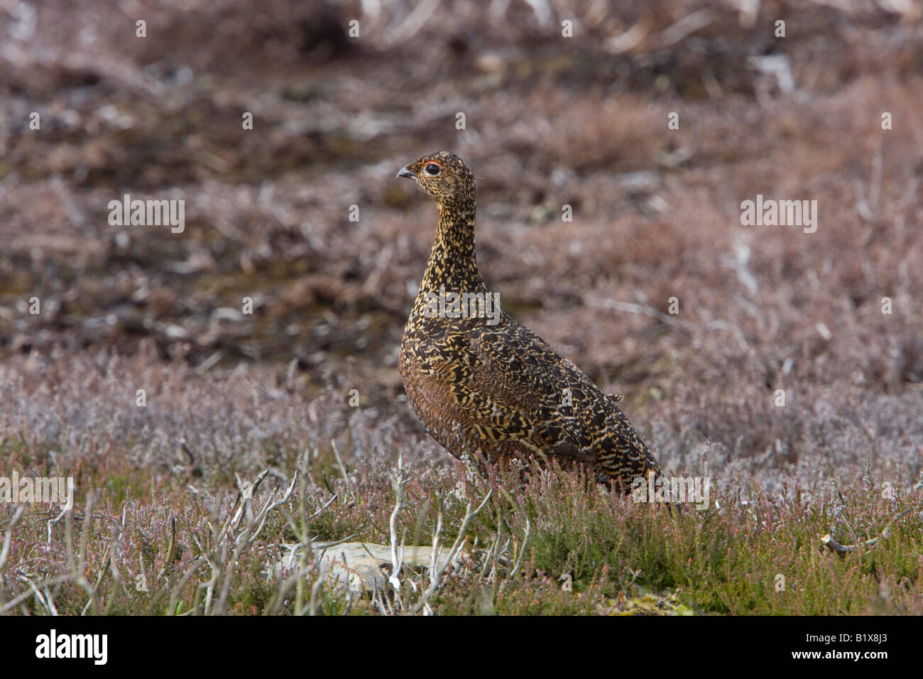 Female Red Grouse Stock Photo - Alamy