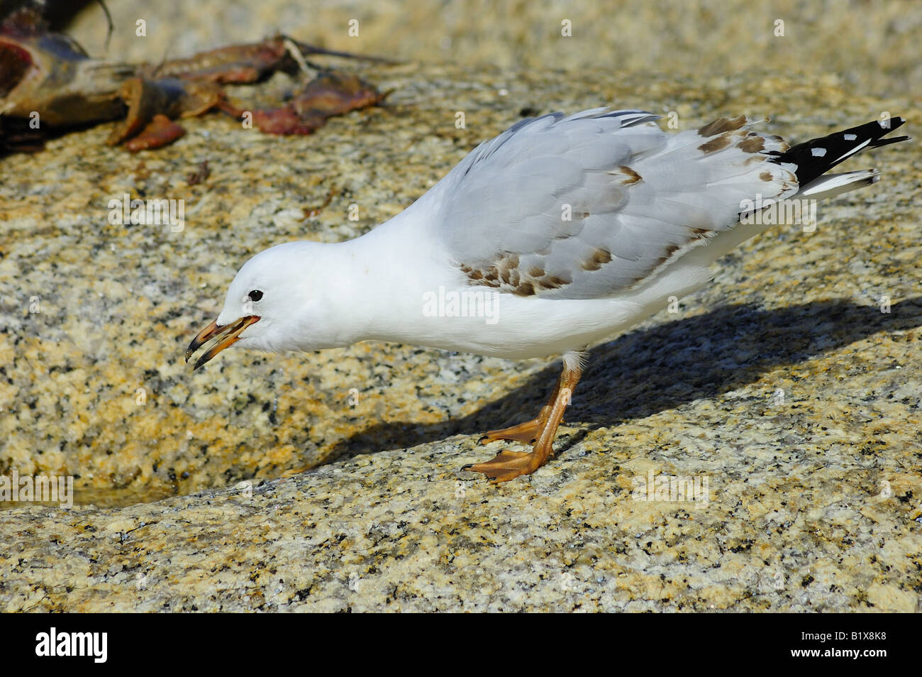 Immature silver gull hi-res stock photography and images - Alamy