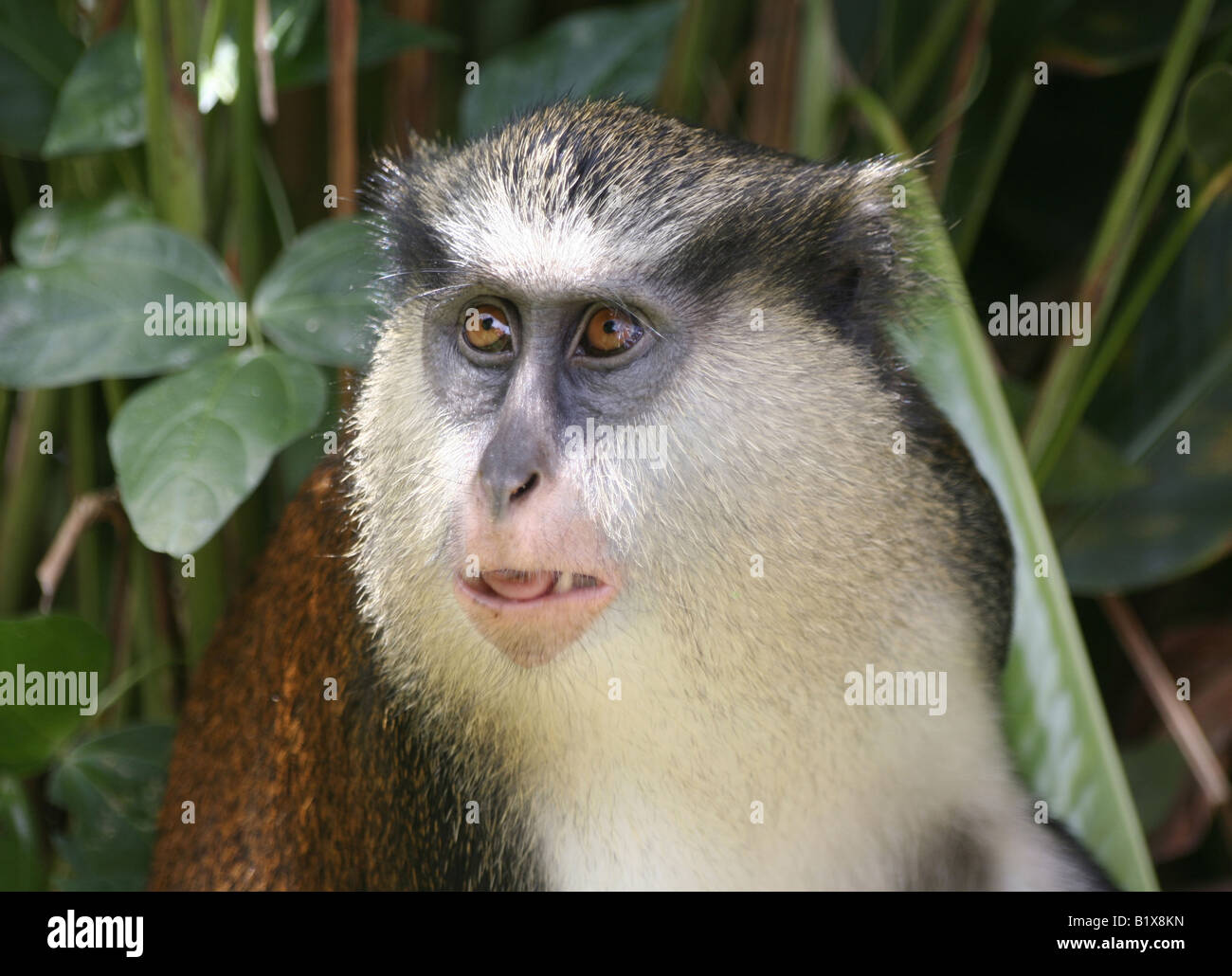 A wild Mona Monkey or Cercopithecus Mona in the forest in Grenada Stock ...