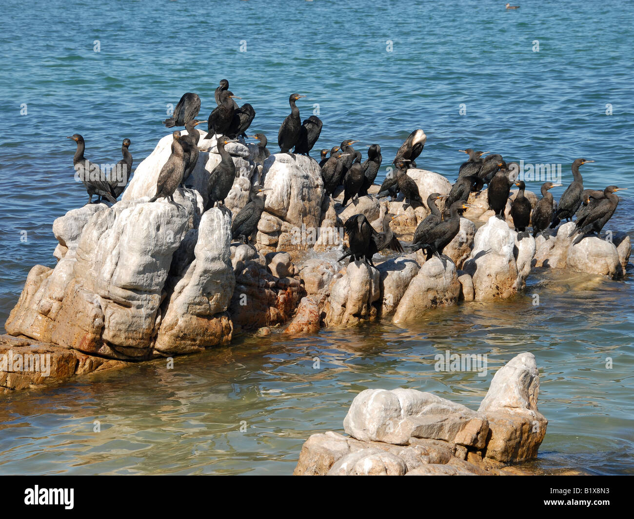 Cormorants sea rocks hi-res stock photography and images - Alamy