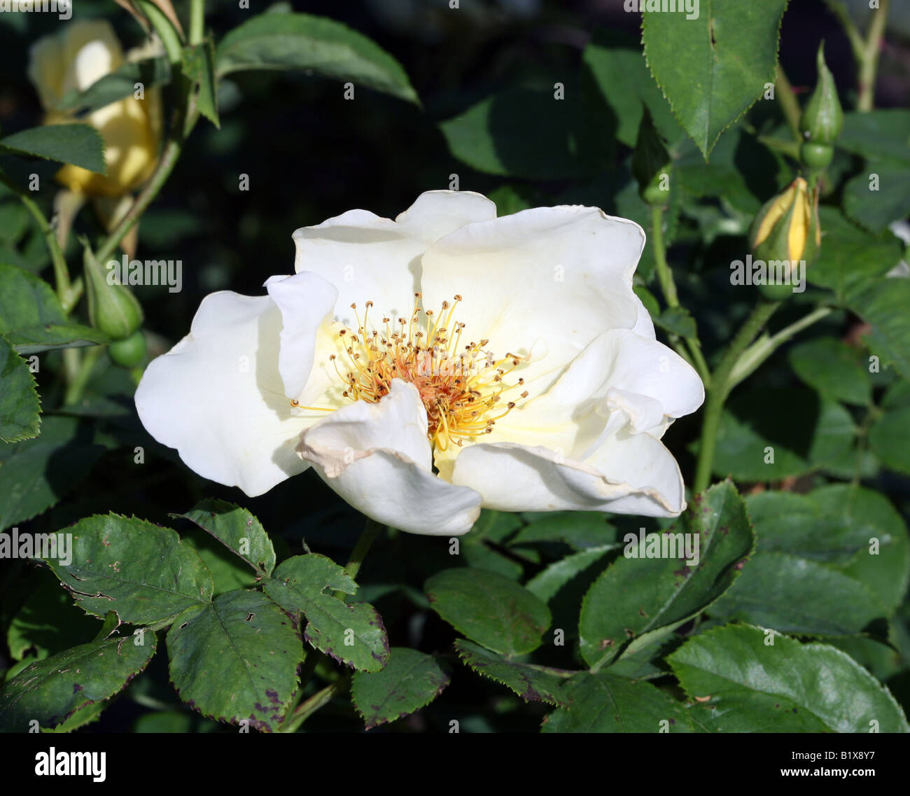 Golden wings rose hi-res stock photography and images - Alamy