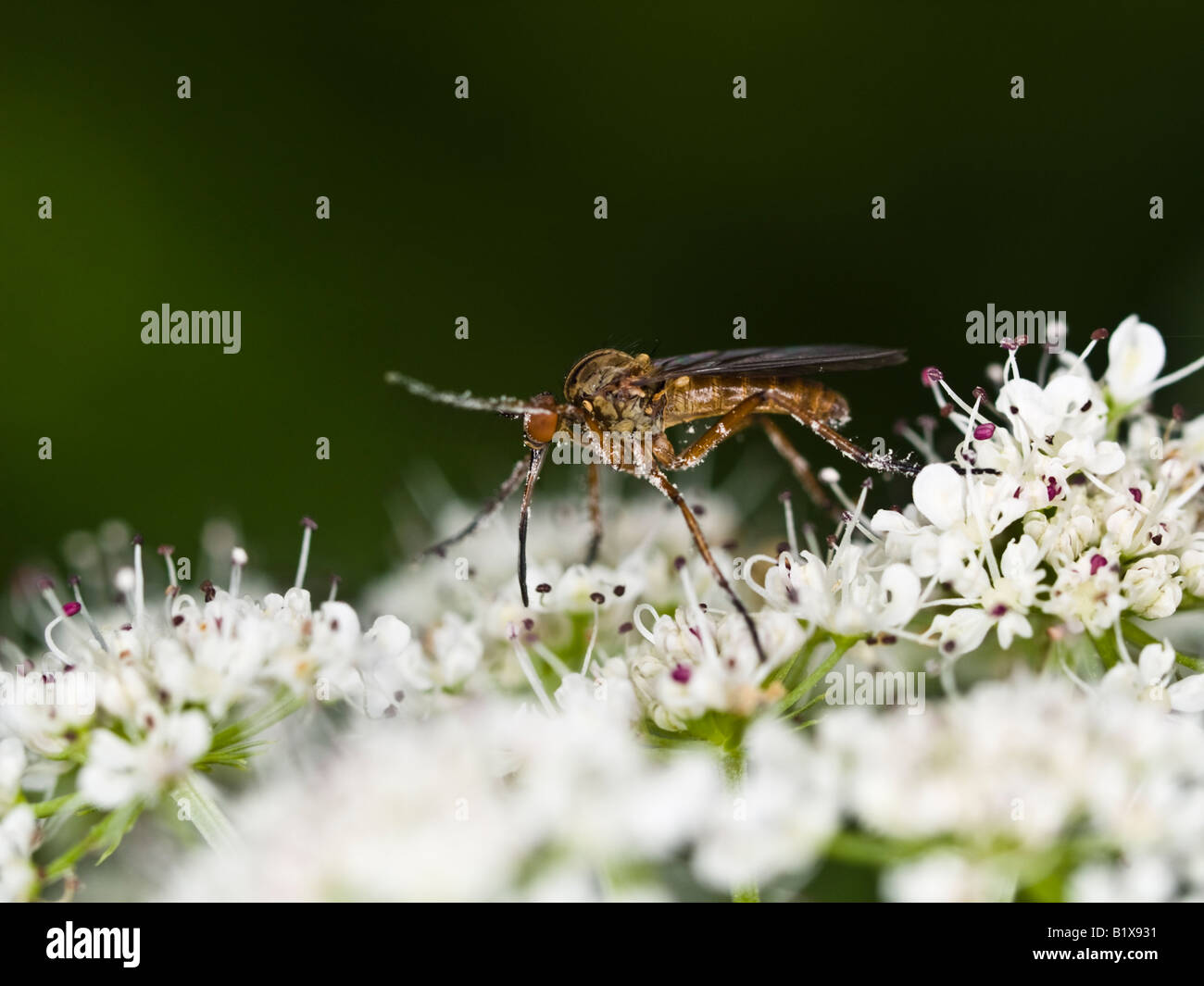 Empid Fly (Empididae Stock Photo - Alamy