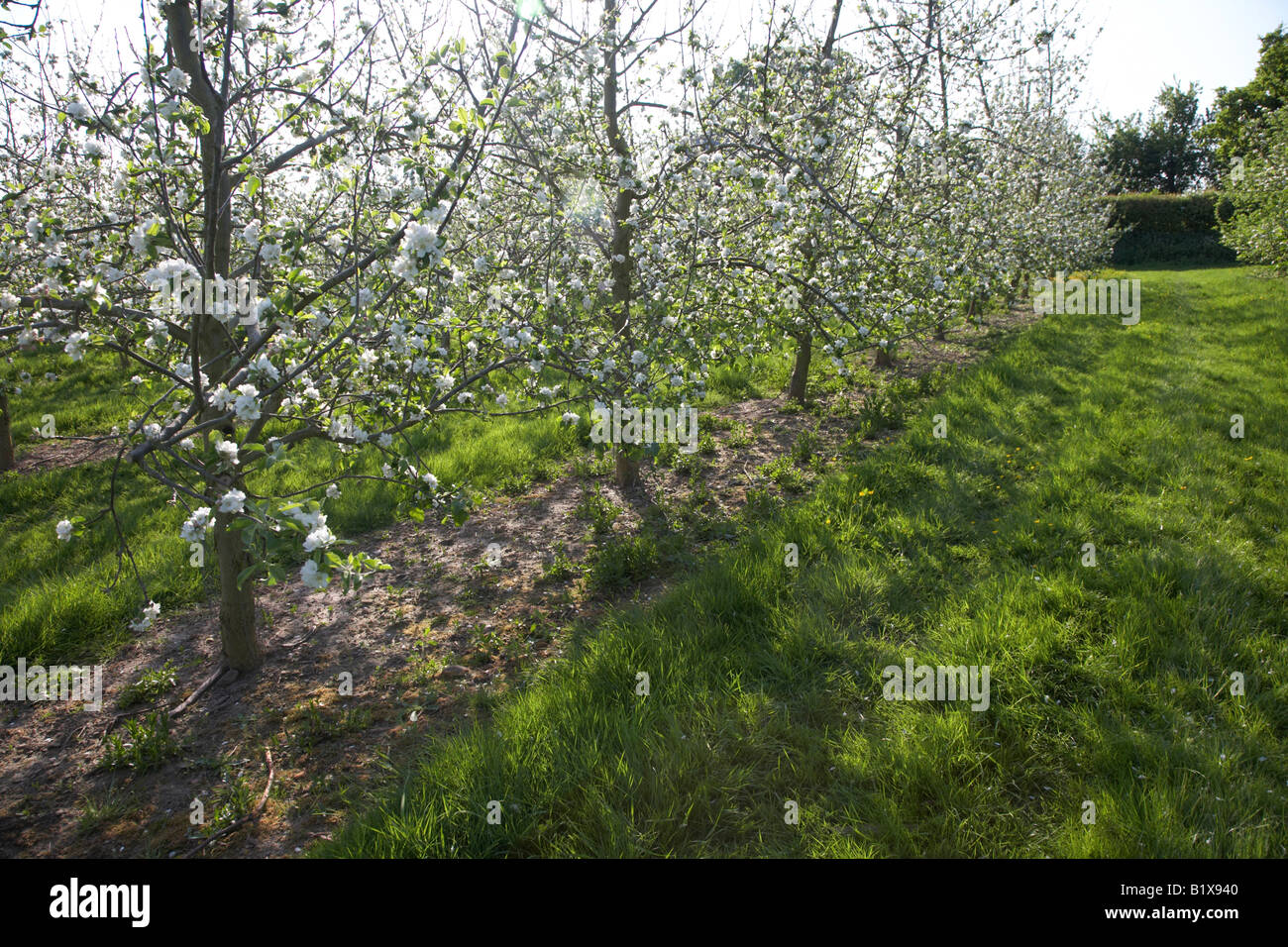 apple orchard in spring Stock Photo - Alamy