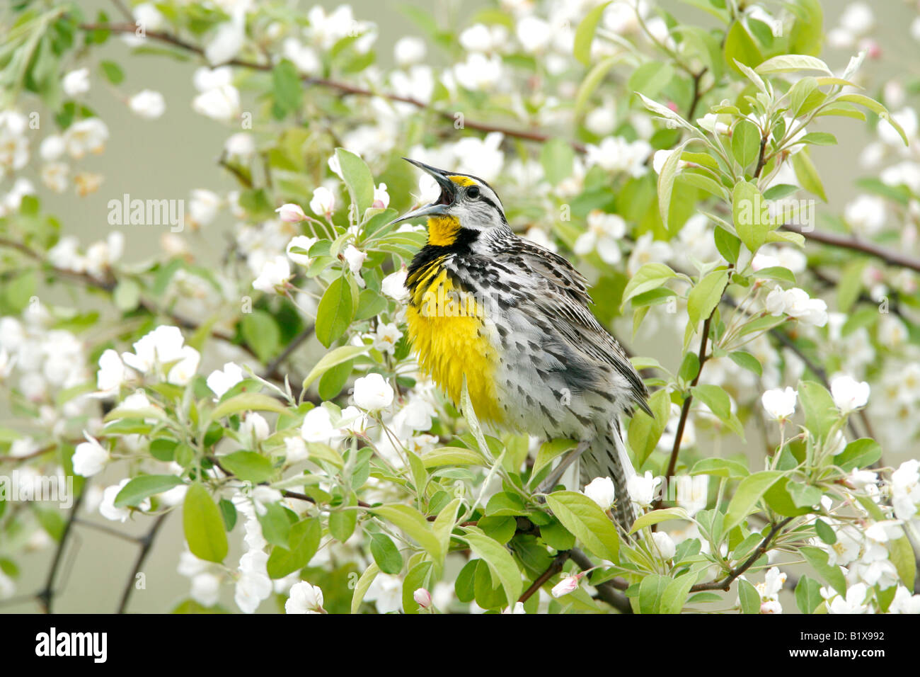 Singing in apple tree hi-res stock photography and images - Alamy