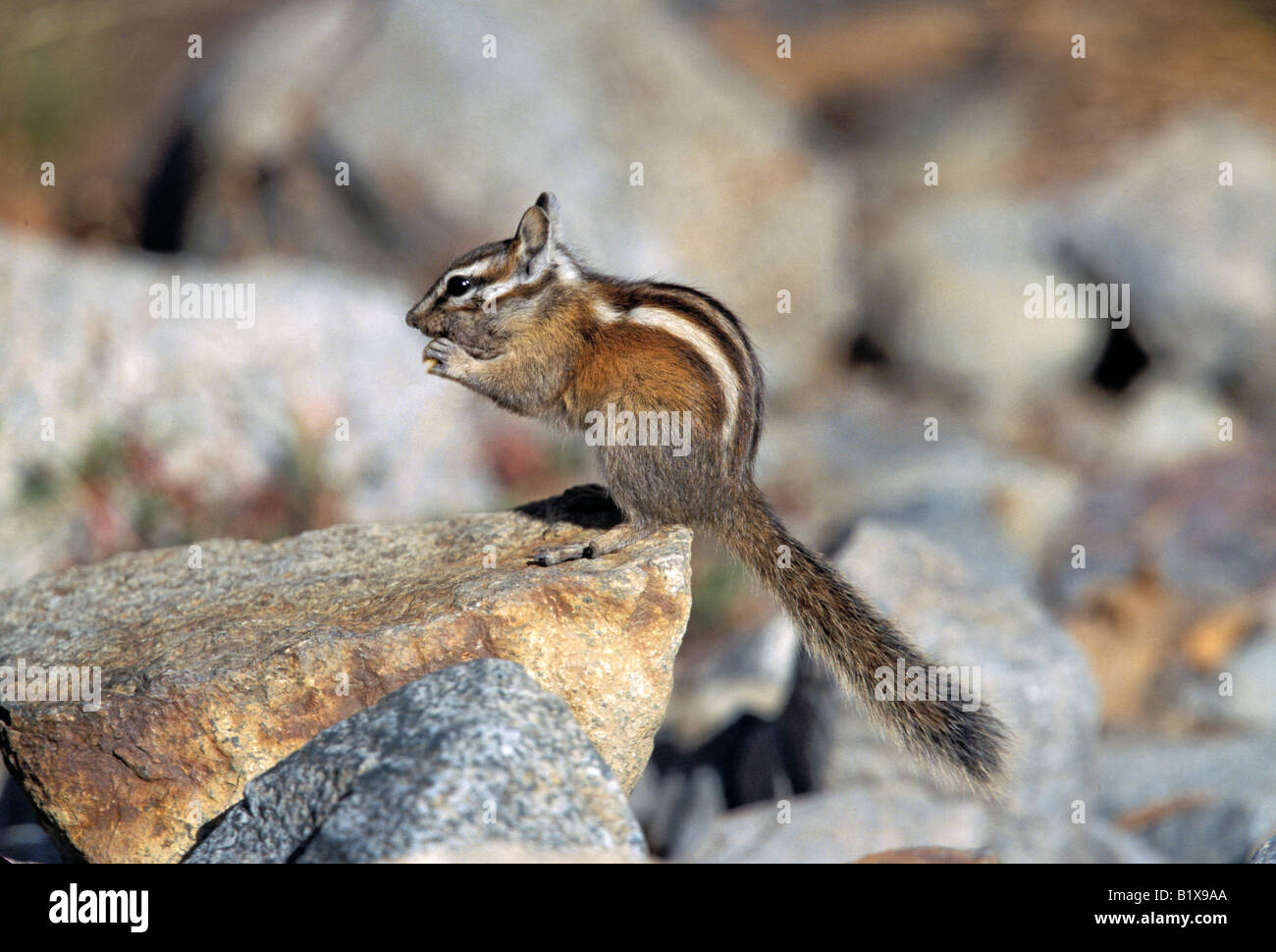 Lodgepole Chipmunk Tamias speciosus Saddlebag Lake Mono County ...