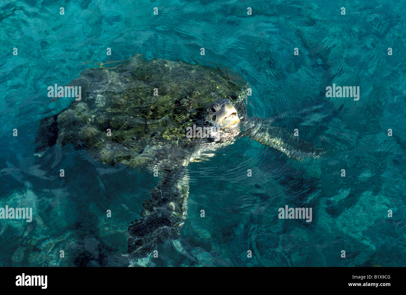 Loggerhead Sea Turtle Eretochelys imbricata Stock Photo - Alamy