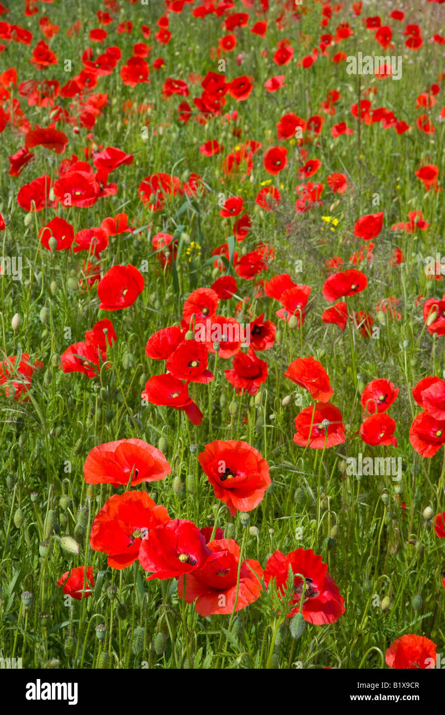 Poppy book cover hi-res stock photography and images - Alamy