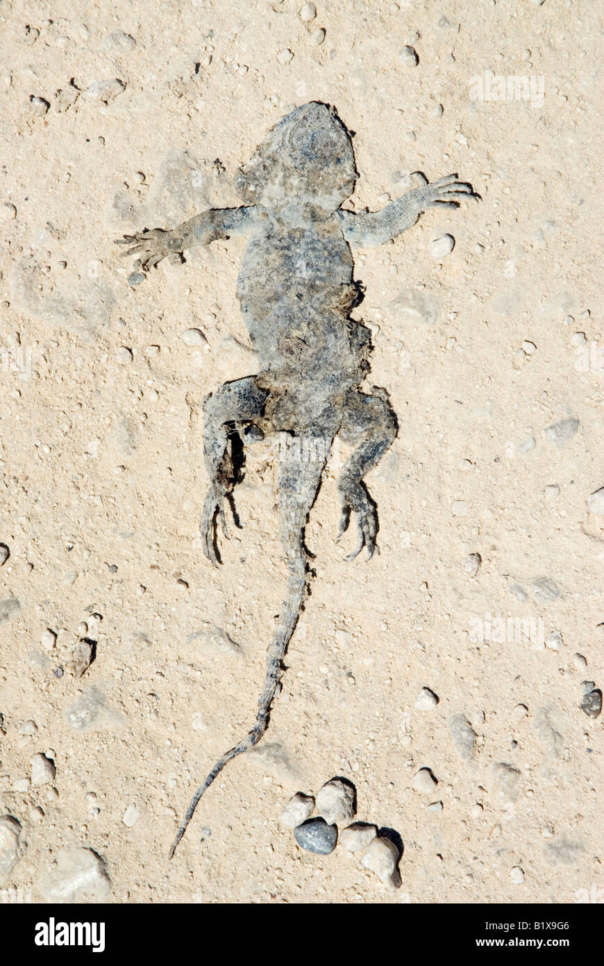 A corpse of a lizard lies in the road after being squashed by a vehicle ...
