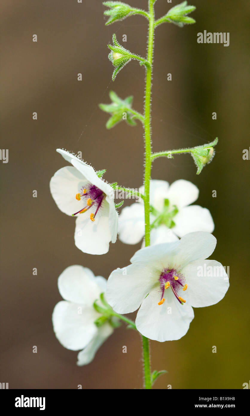 Close up of Moth Mullein flowers (Verbascum blattaria) a member of the ...