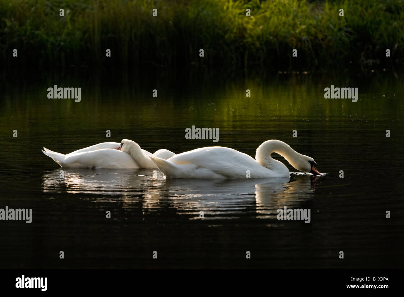 Two mute swans Stock Photo - Alamy