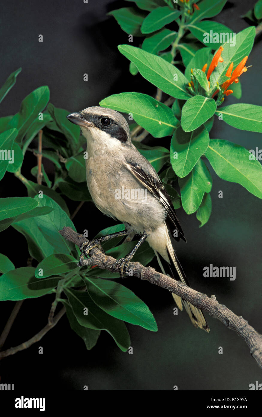 Loggerhead Shrike Lanius ludovicianus Tucson Pima County ARIZONA United ...