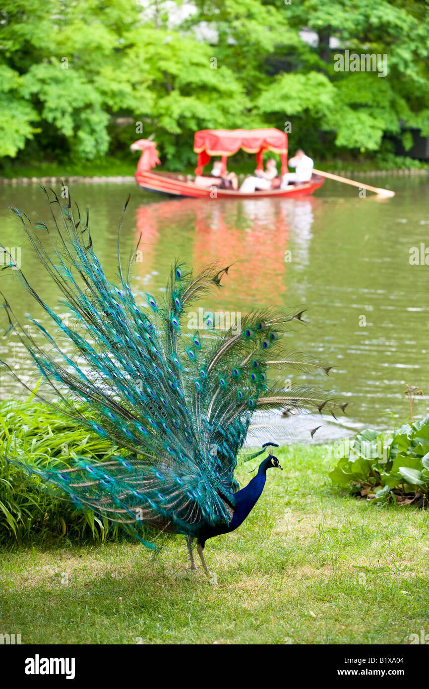 Peacock showing off his feather by the lake Lazienkowski Park Warsaw ...