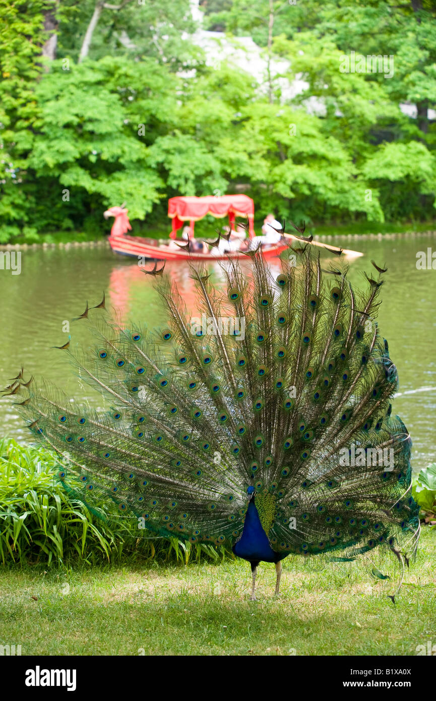 Peacock showing off his feather by the lake Lazienkowski Park Warsaw ...