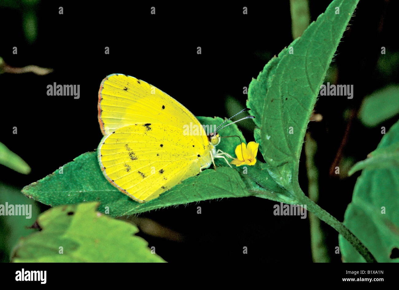 Little Yellow Eurema lisa Brownsville TEXAS United States November ...