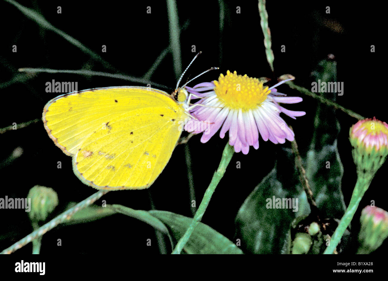 Little Yellow Eurema lisa Brownsville TEXAS United States November ...