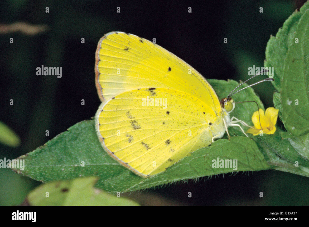 Little Yellow Eurema lisa Brownsville TEXAS United States November ...