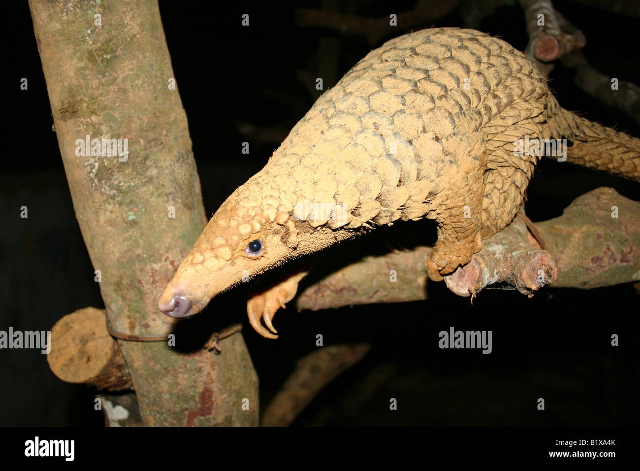 Pangolin hi-res stock photography and images - Alamy