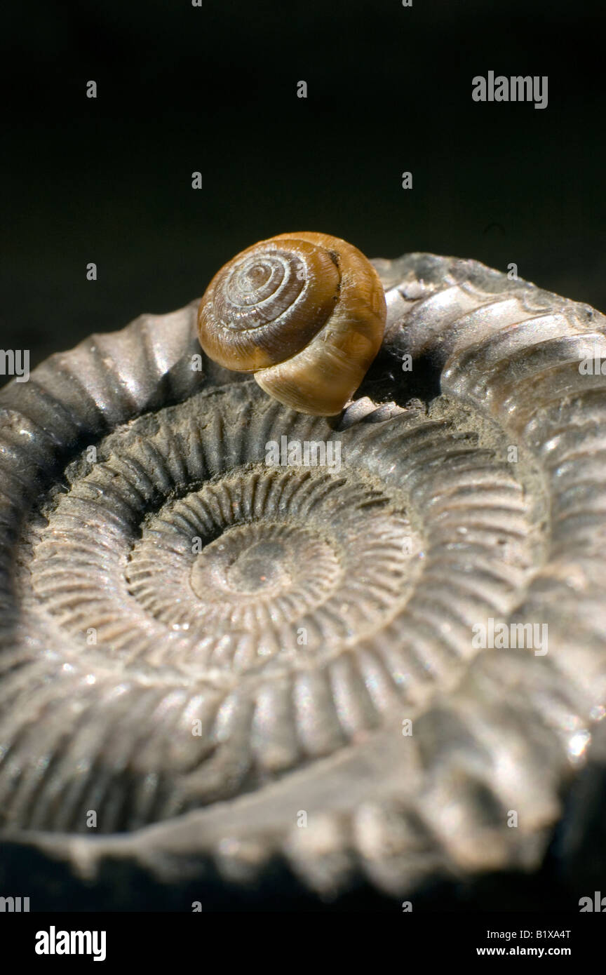 FOSSIL WITH SNAIL SHELL Stock Photo - Alamy