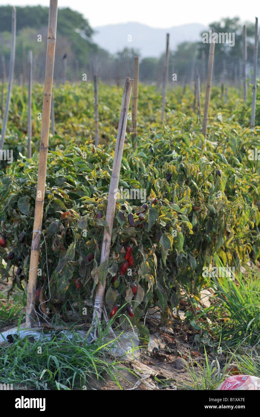 Chili farming hi-res stock photography and images - Alamy