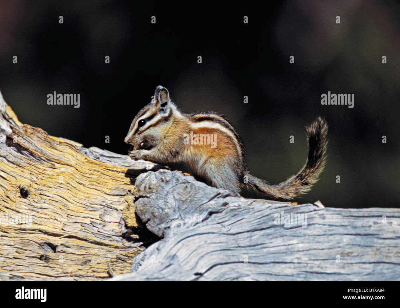 Long-eared Chipmunk Eutamias quadrimaculatus Stock Photo - Alamy