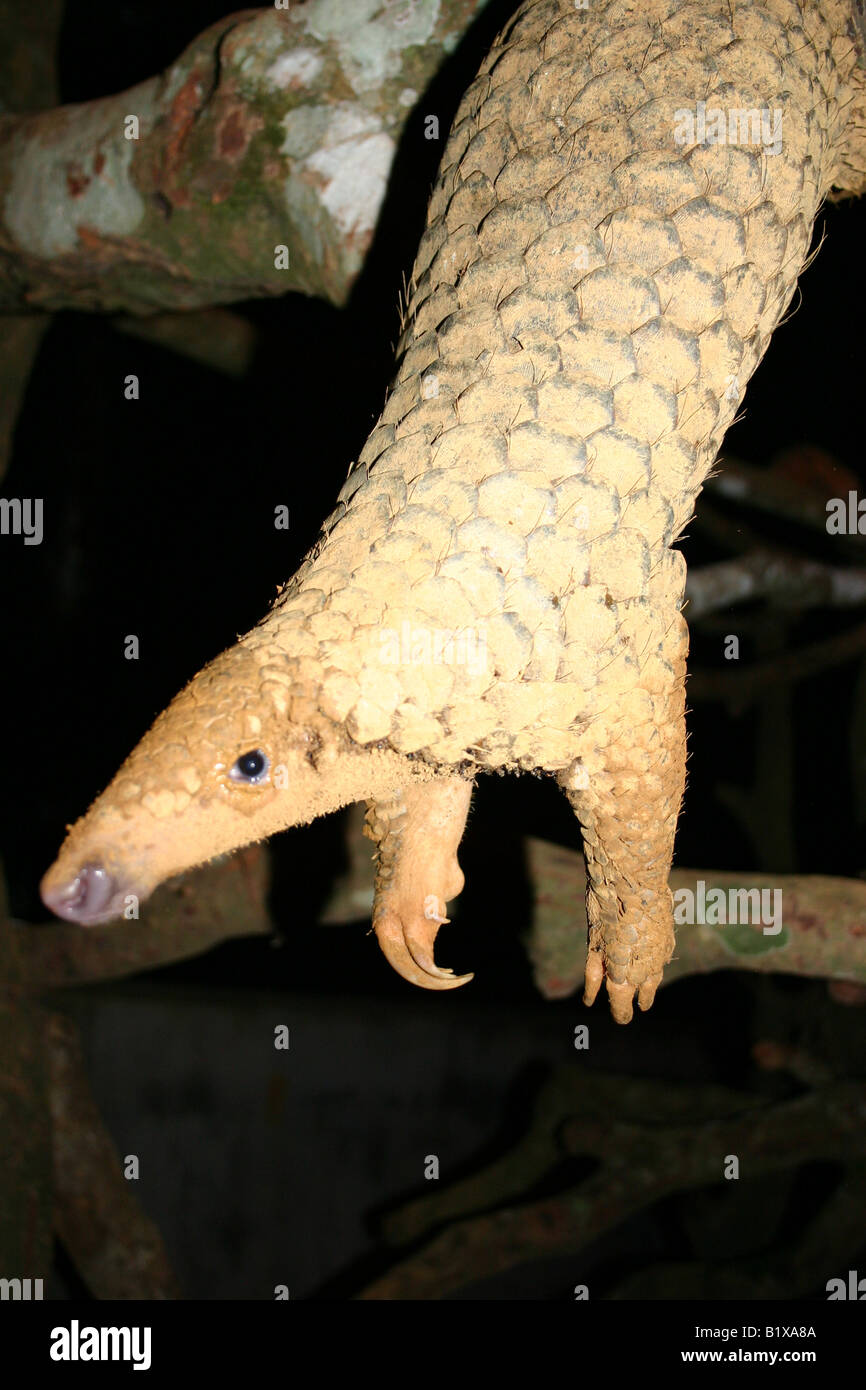 Pangolin hi-res stock photography and images - Alamy