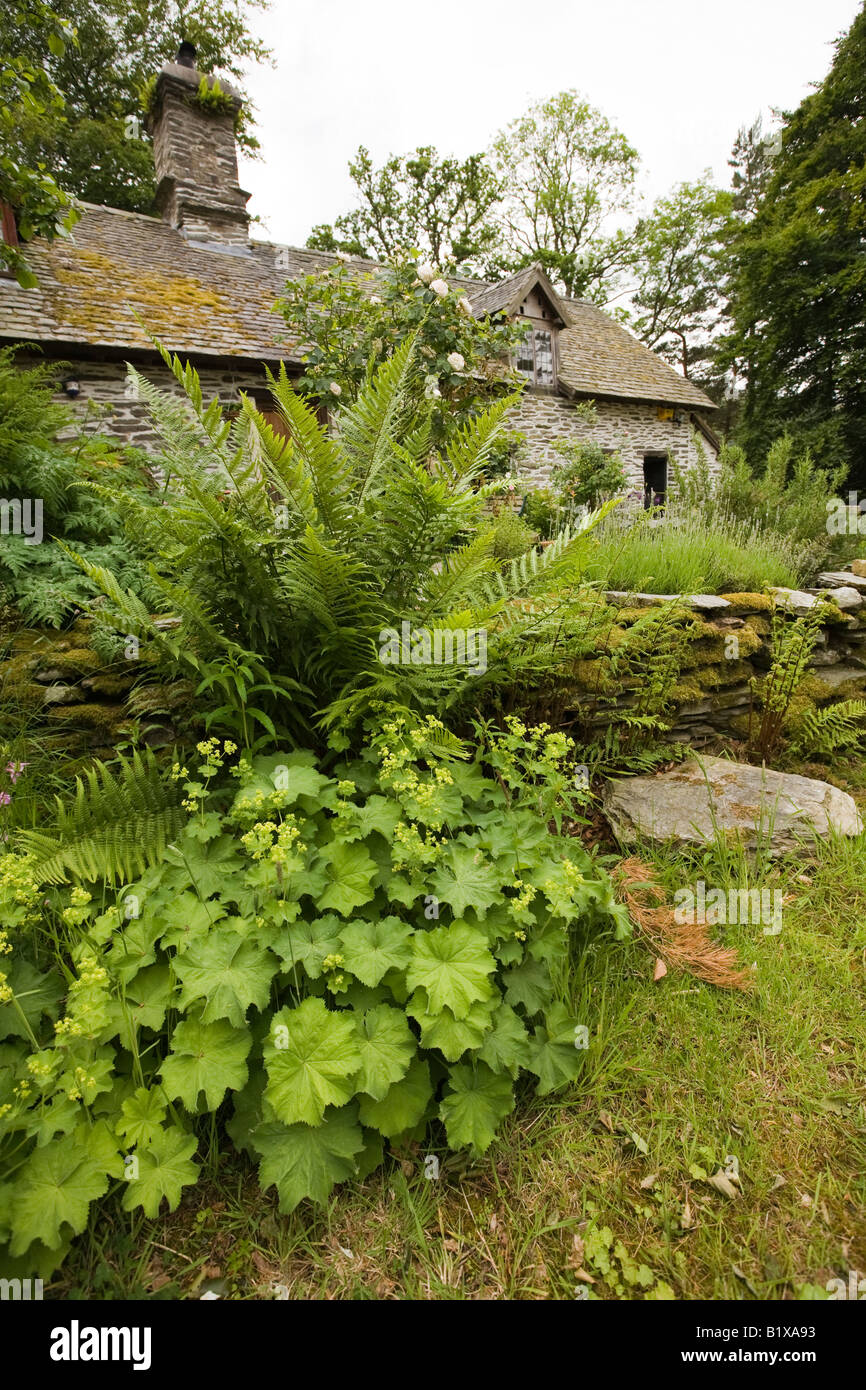 UK Wales Powys Rhayader Gilfach Nature Reserve ferns growing outside ...