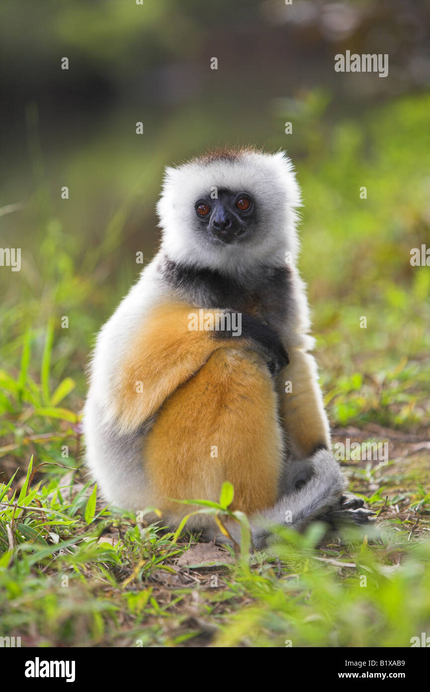 Diademed Sifaka Propithecus diadema sat on ground at Andasibe National ...
