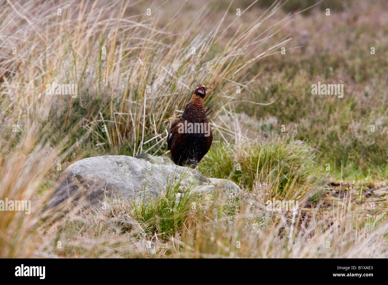 Red Grouse calling Stock Photo - Alamy