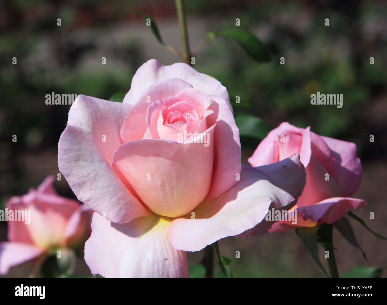 Tiffany hybrid tea rose hi-res stock photography and images - Alamy