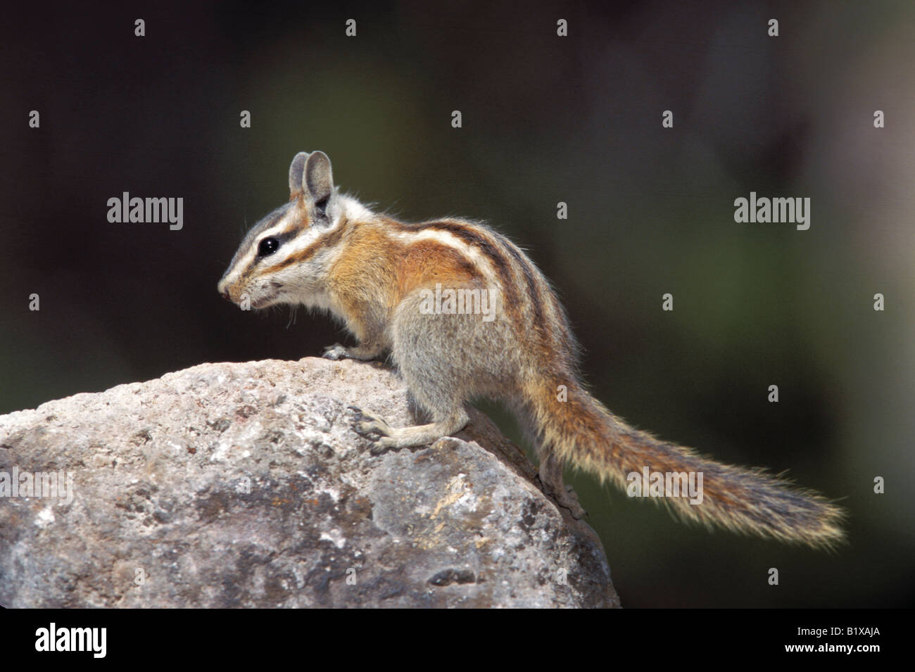 Long Eared Chipmunk
